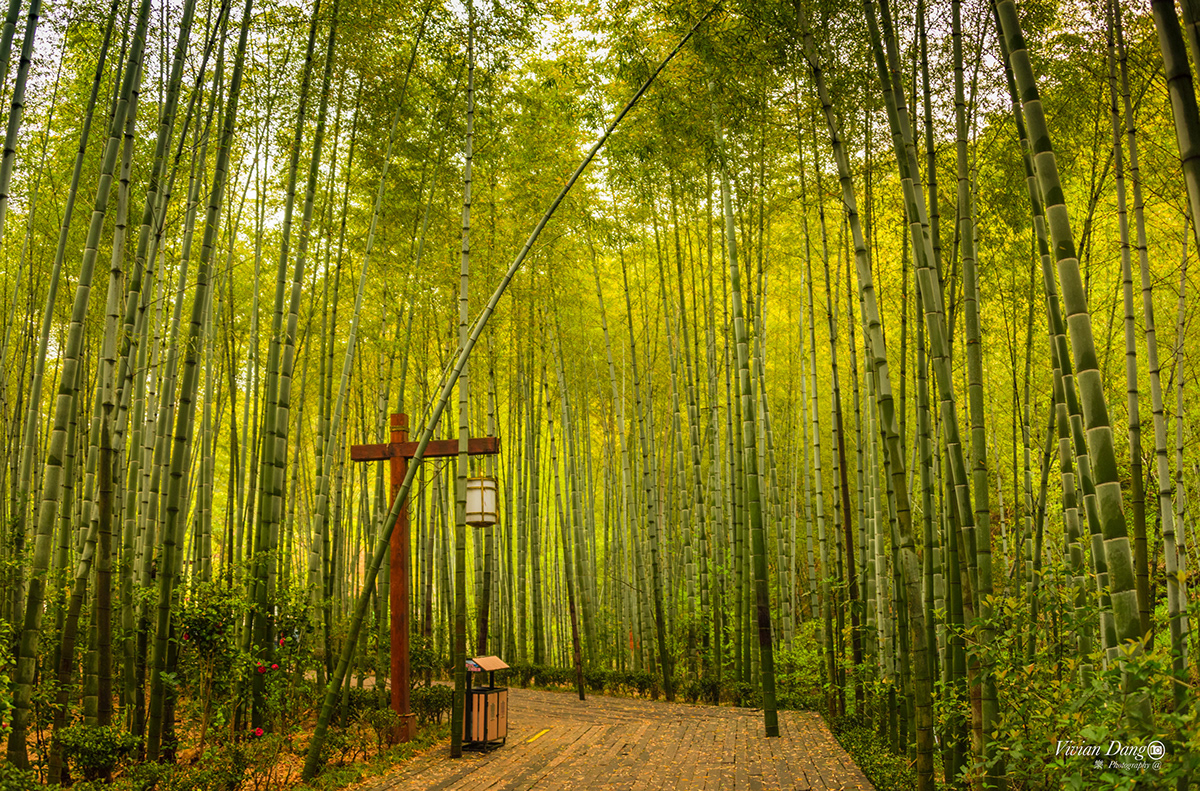 Nelson Dang - NanSang Bamboo Forest, China