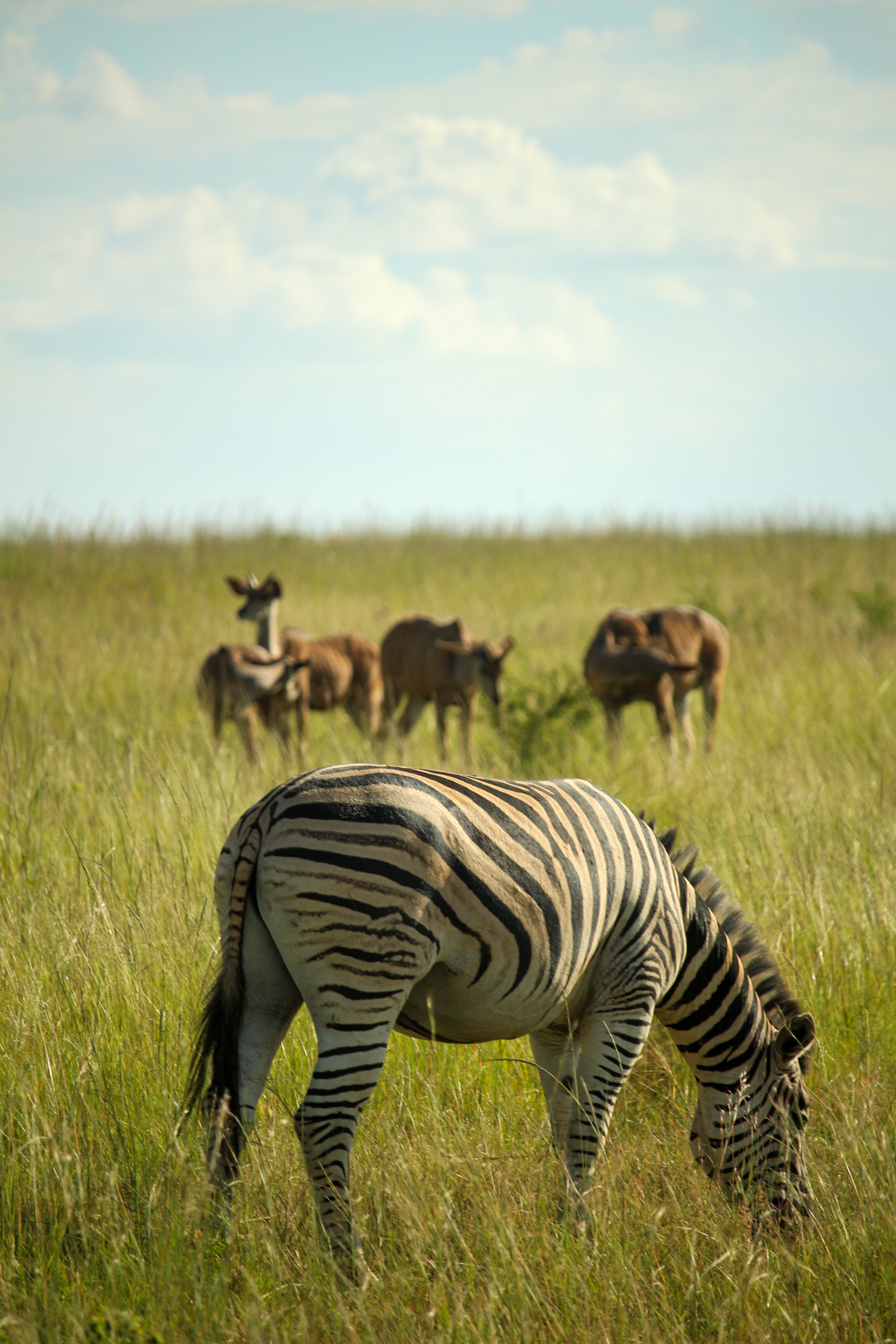 Lydia Ho - Photography