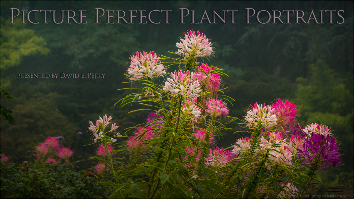 DAVID PERRY PHOTOGRAPHER - Calendar