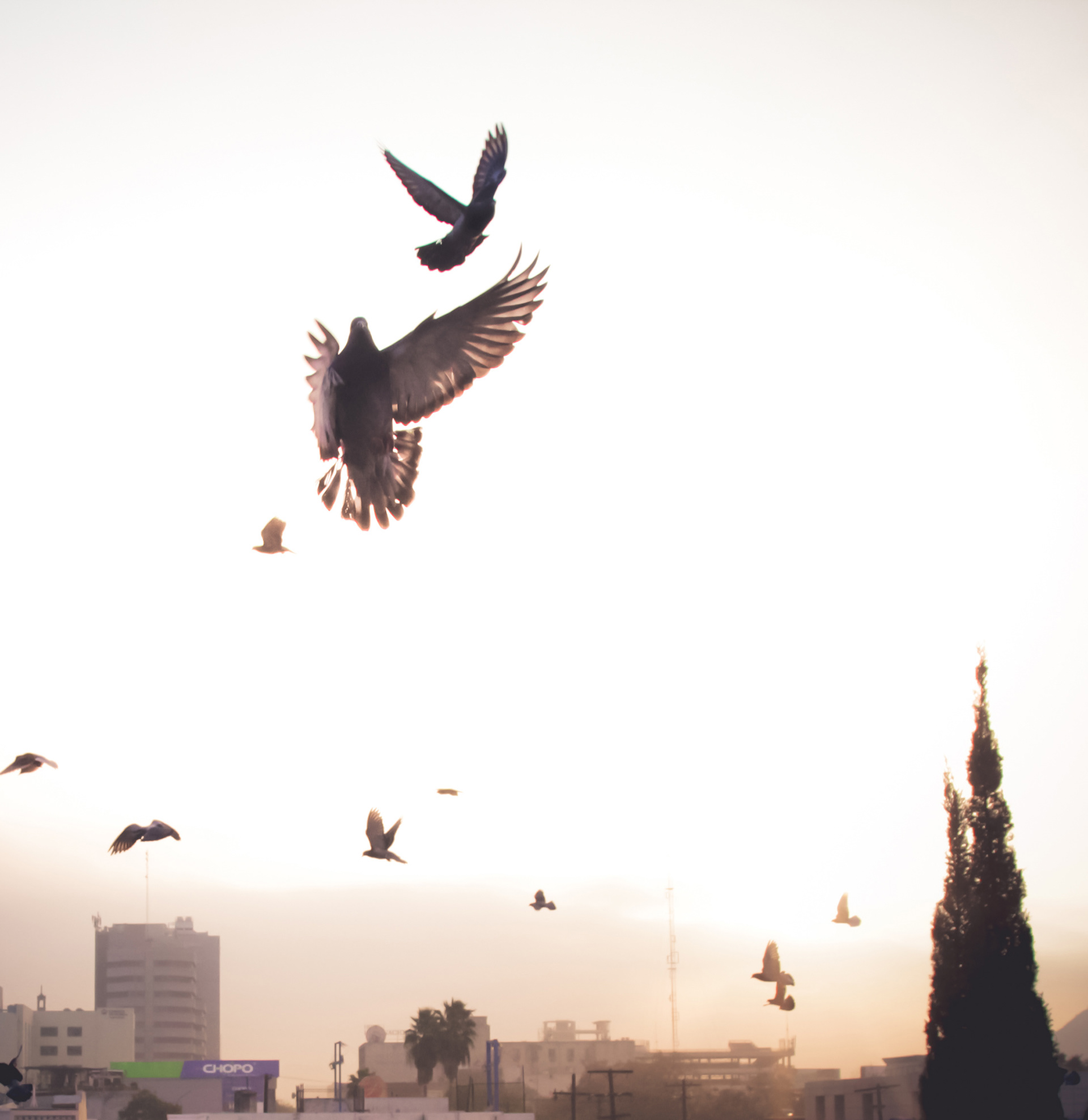 Bernardo Ramonfaur / Portfolio - URBAN BIRDS / Photography