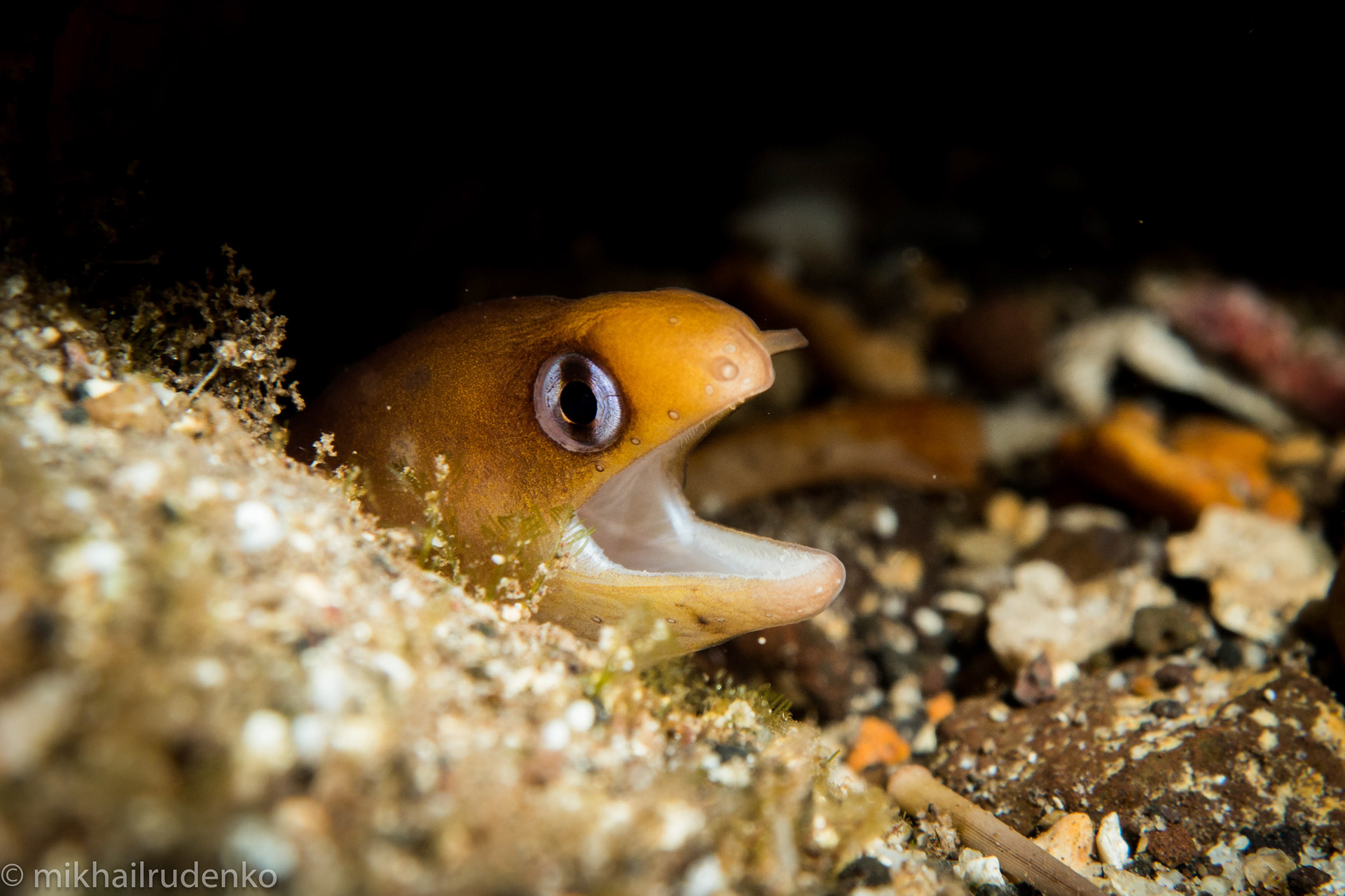 Liquid Cosmos Photo - Eels