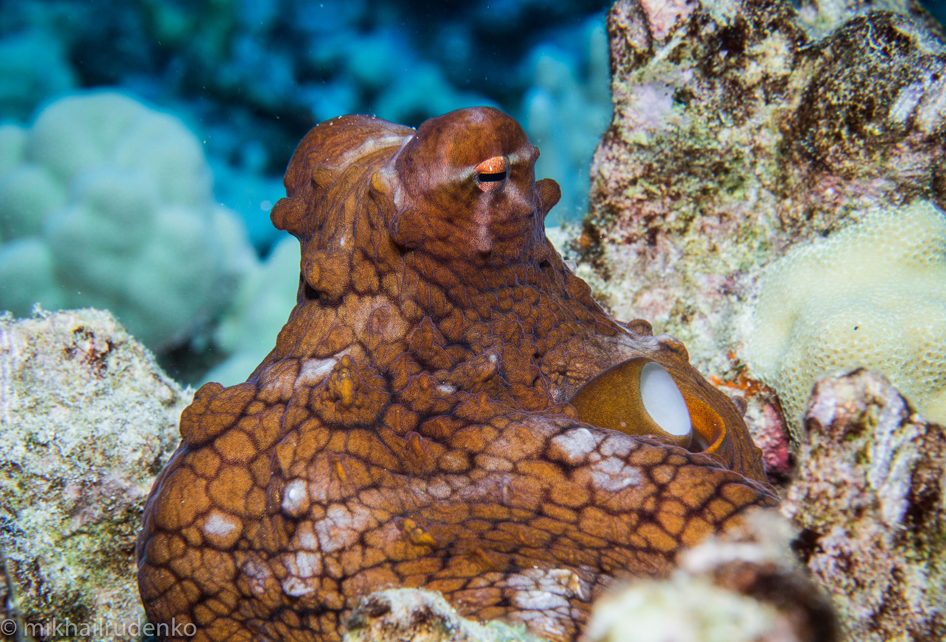 Liquid Cosmos Photo - Octopuses