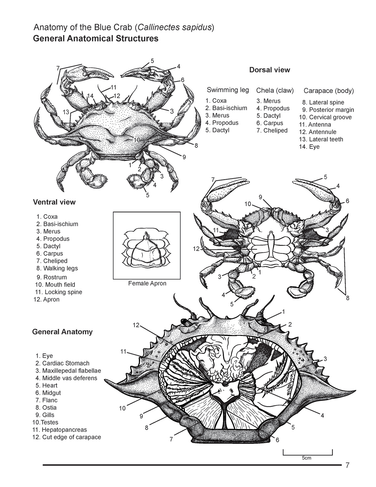 Sierra Snipes - Blue Crab Dissection