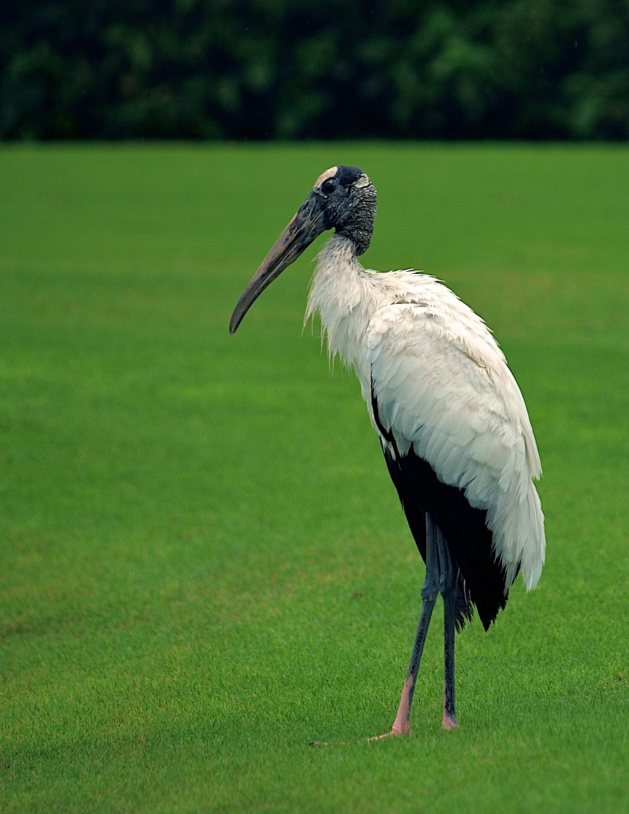 james batt - Wood Stork
