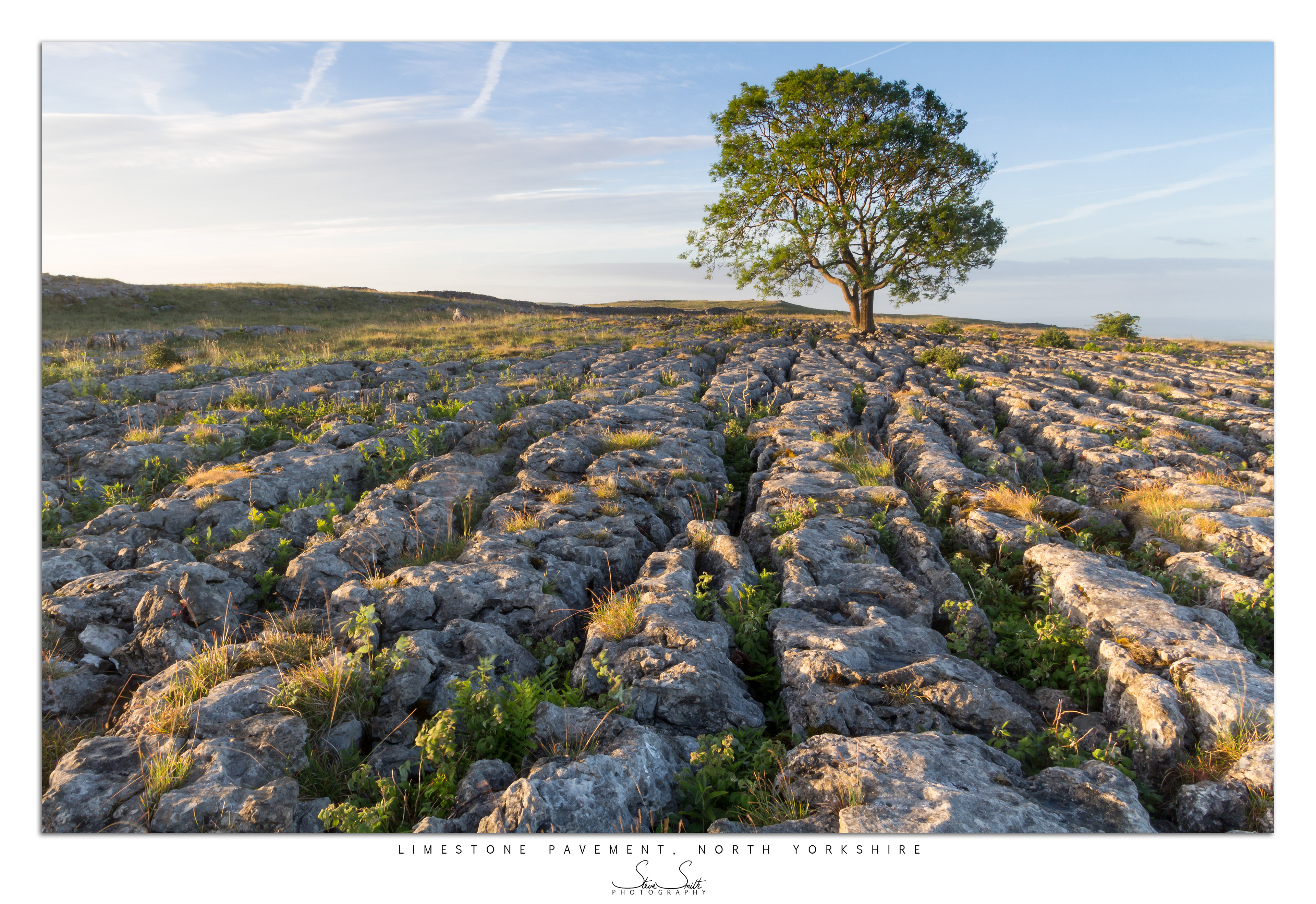 Steve Smith Photography - Lone Tree, limestone pavement, Malham Steve Smith Photography - Lone Tree, limestone pavement, Malham