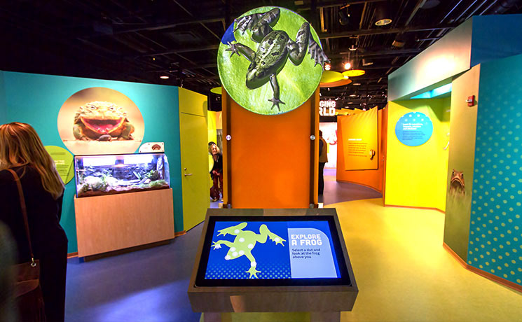 Brian Dinh - The Shedd Aquarium - Frog Projection Map