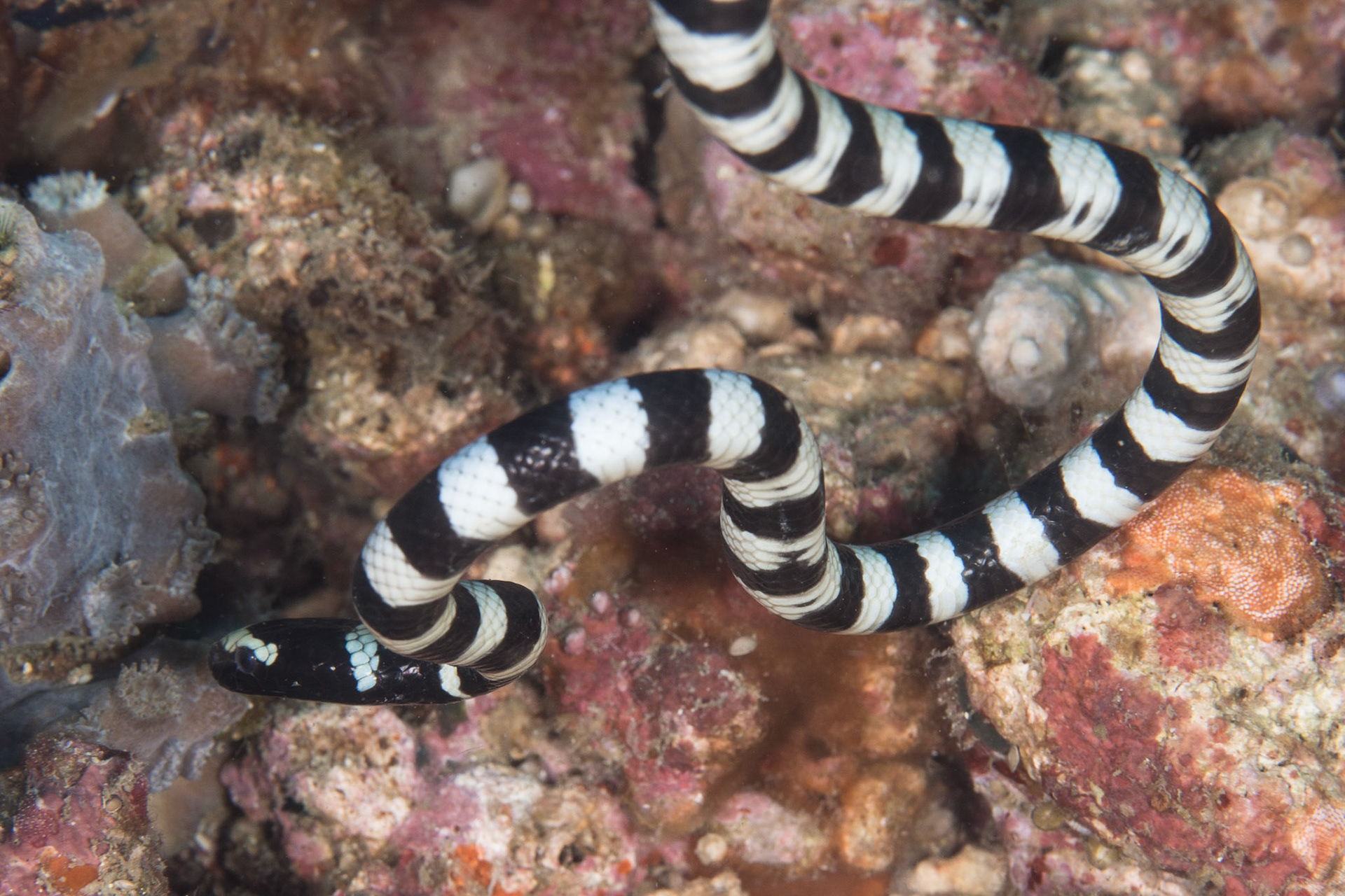 Vaandering Eye Photography - Philippines, April & May 2016
