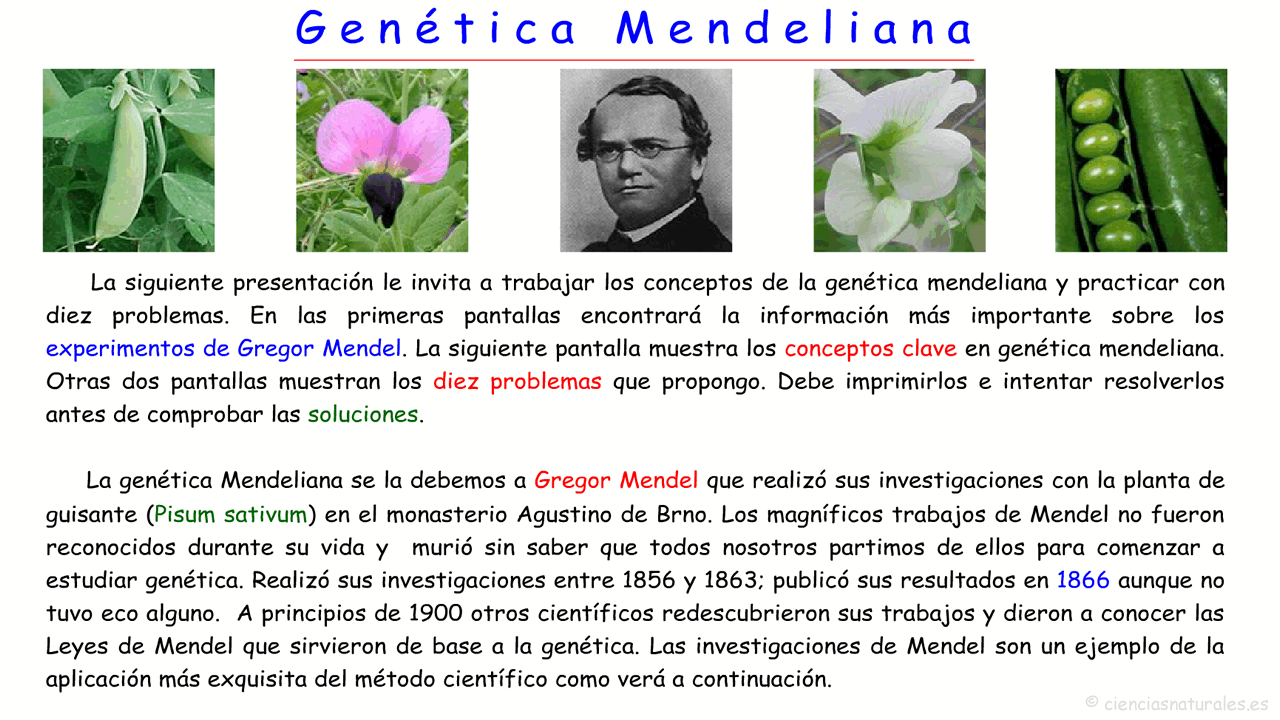 José Antonio Borreguero Rolo - Genética Mendeliana