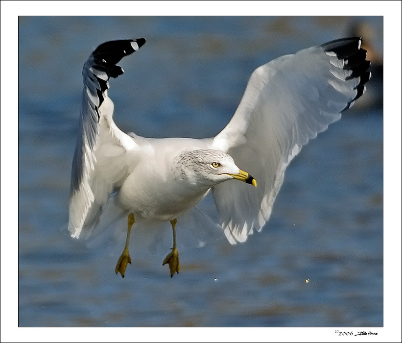 DB Hans Photography - Birds