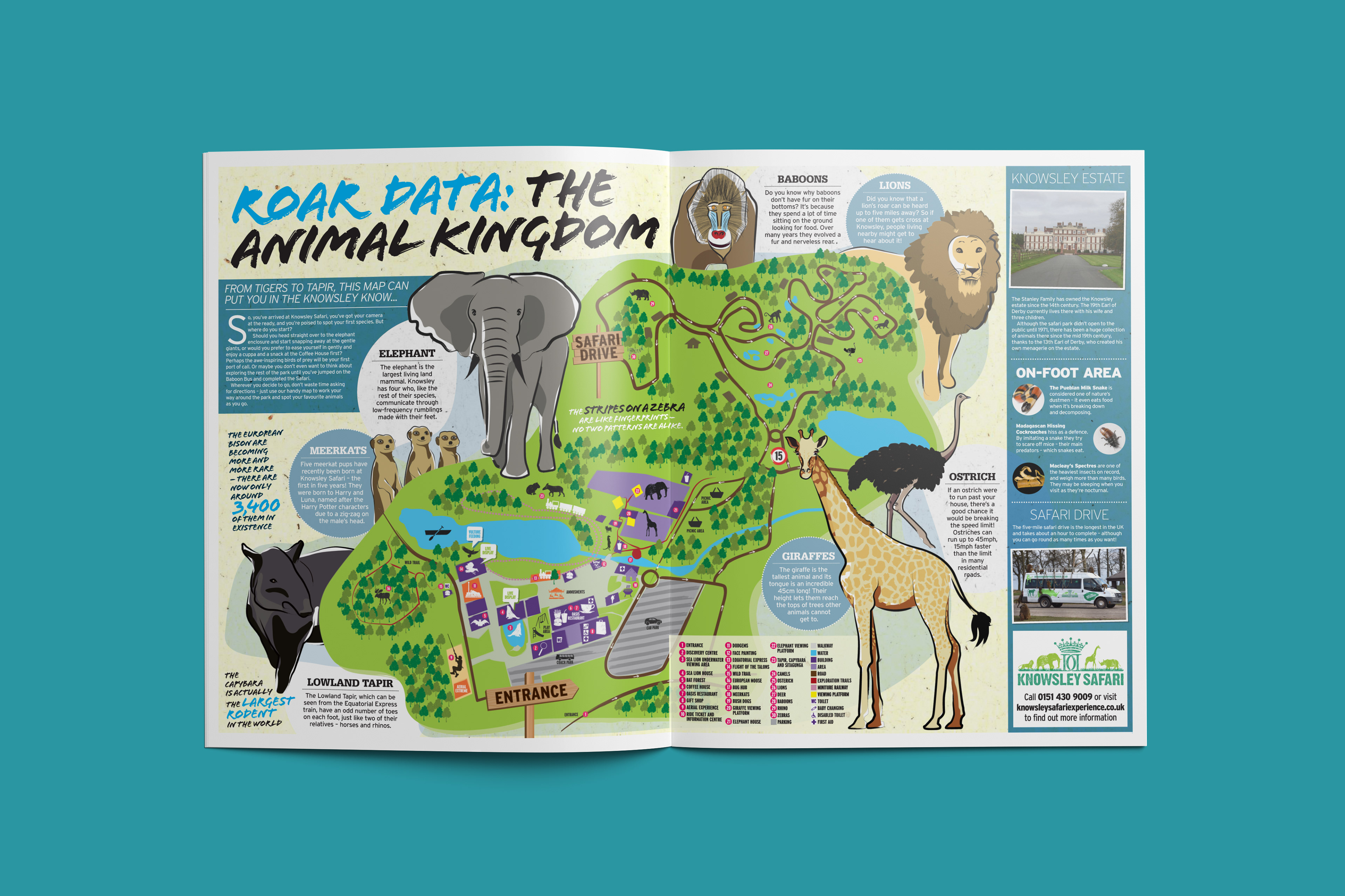 Jenna B Design - Knowlsey Safari Park - Illustrative map