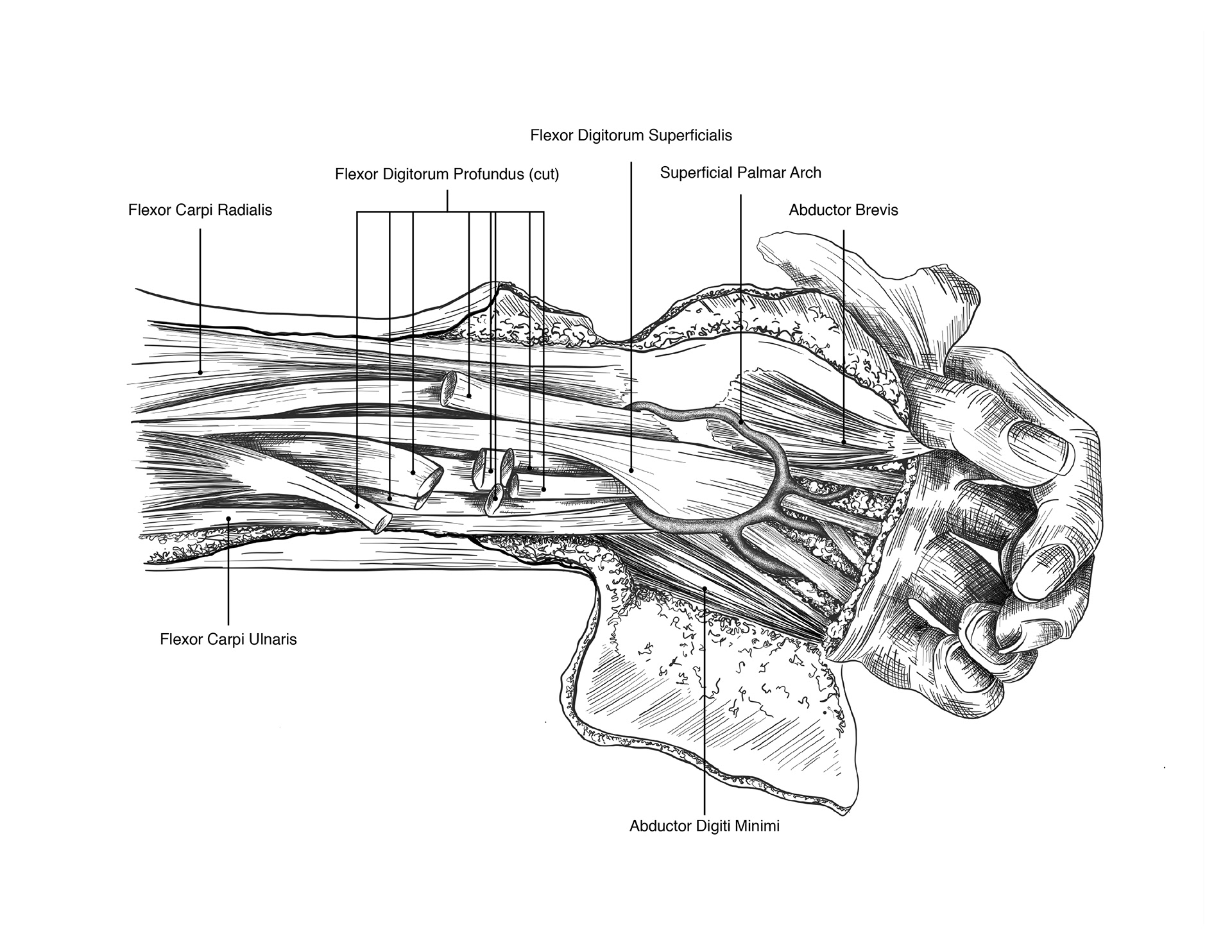 Samantha Maida - Cadaver Dissection