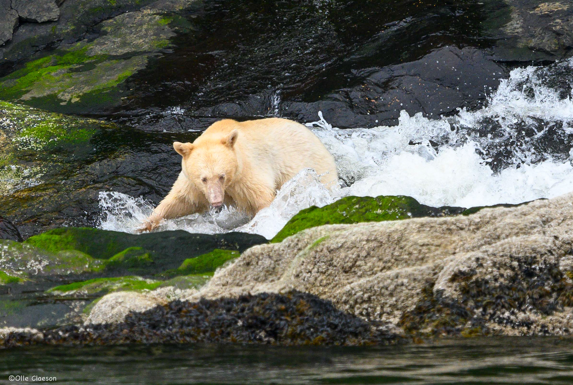 Olle Claeson - The Great Bear Rainforest - British Columbia, Canada