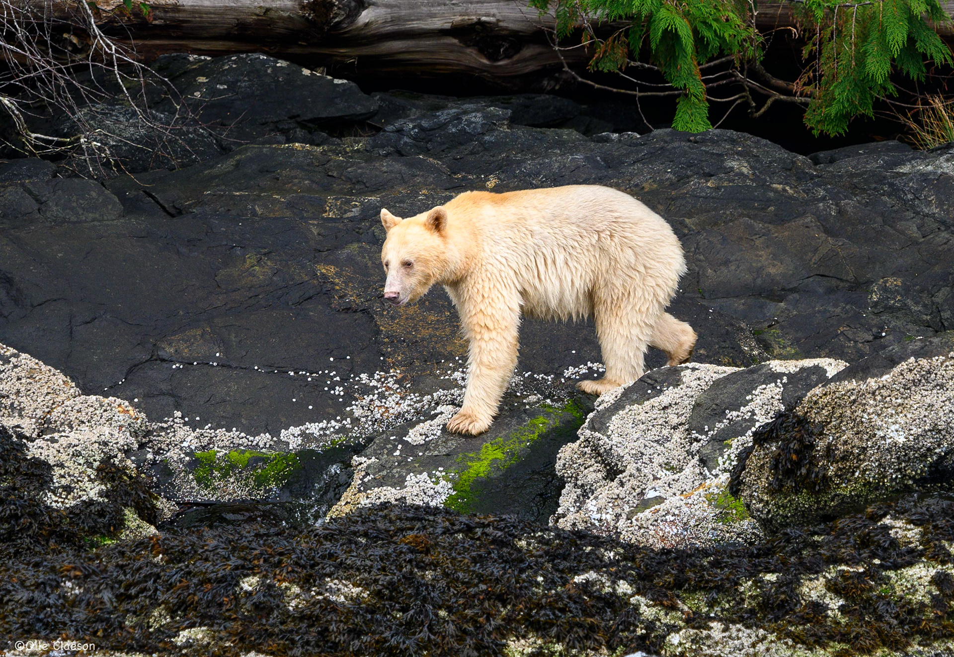 Olle Claeson - The Great Bear Rainforest - British Columbia, Canada
