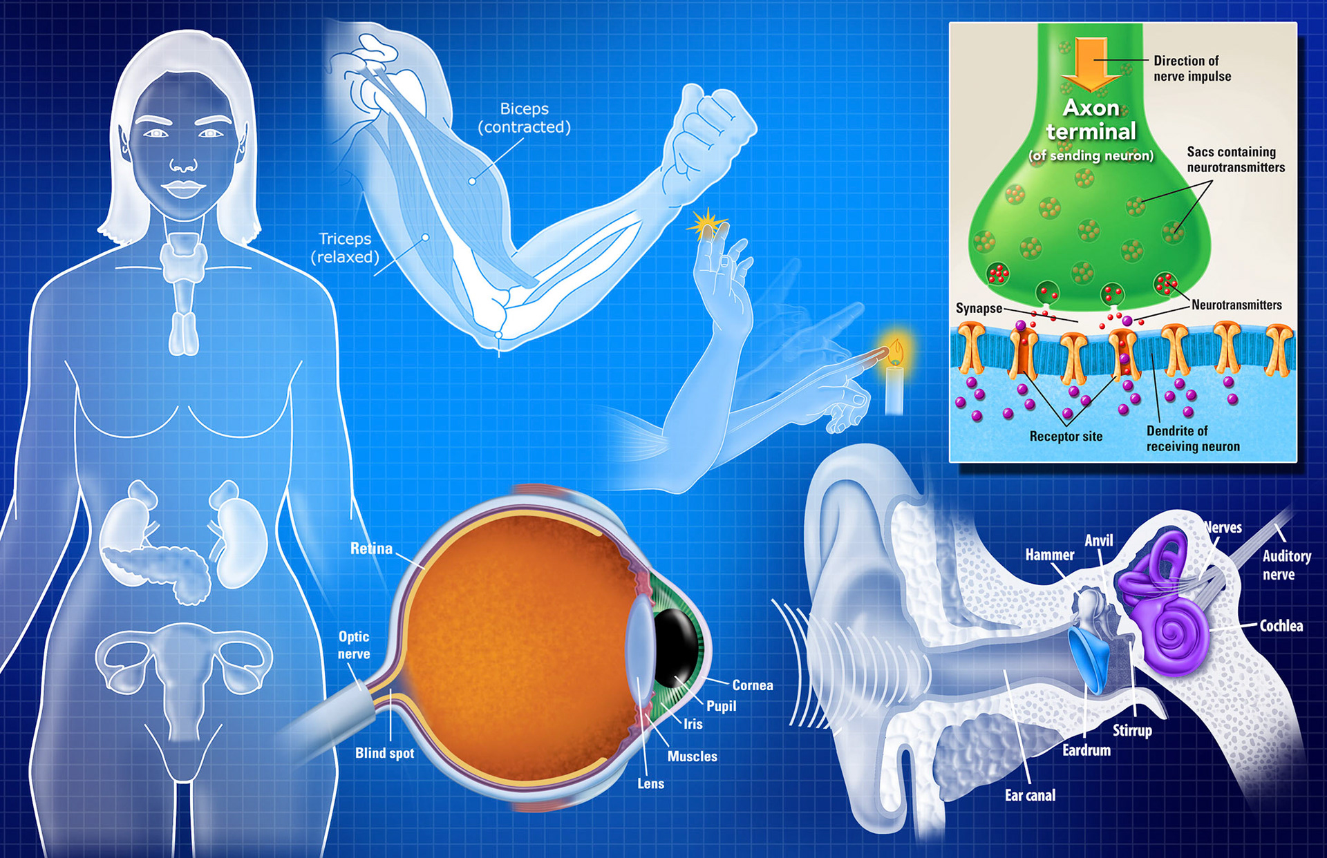 Rob Schuster Illustration - Physiology and Medicine