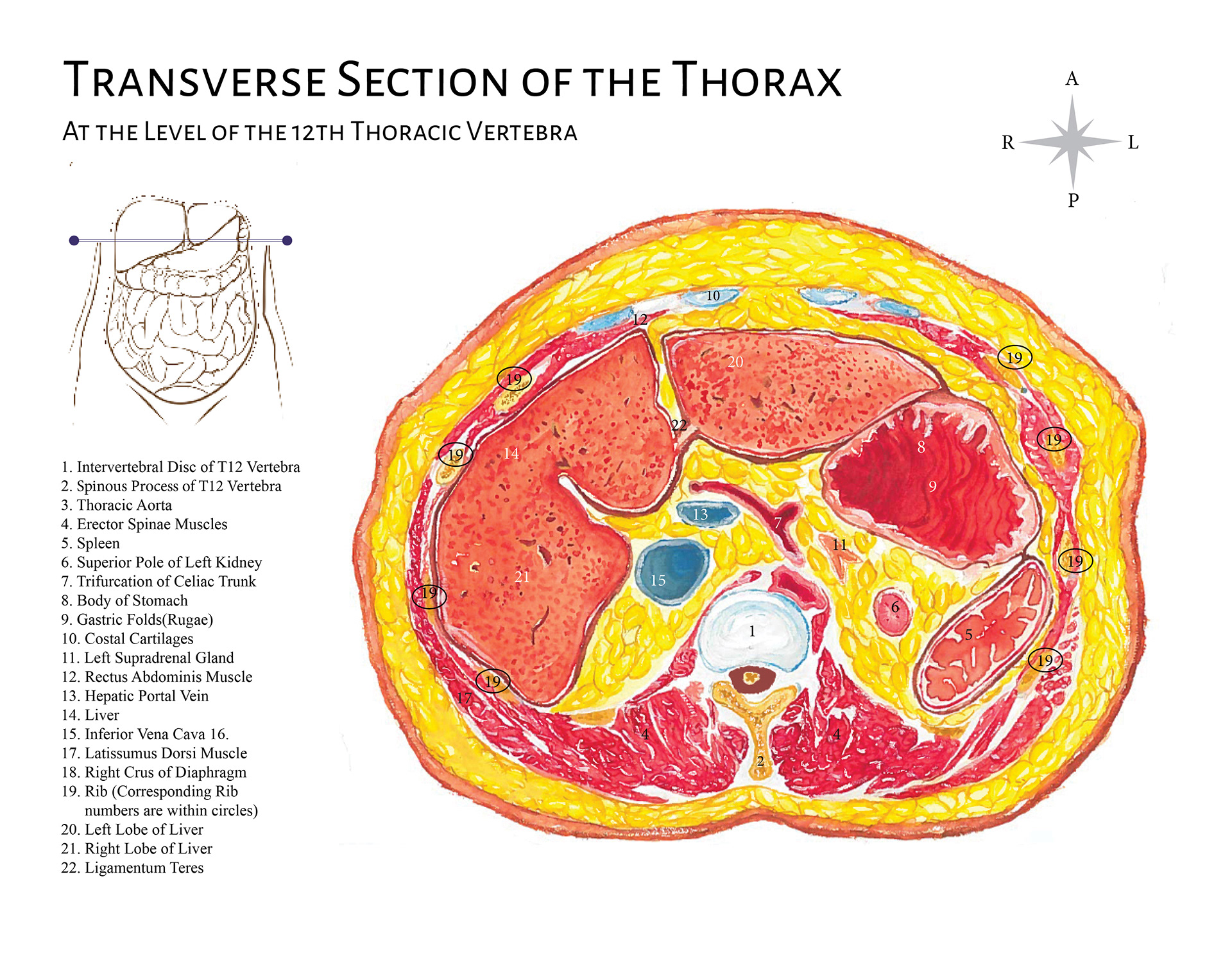 Naola Leconte - Transverse Section of the Thorax