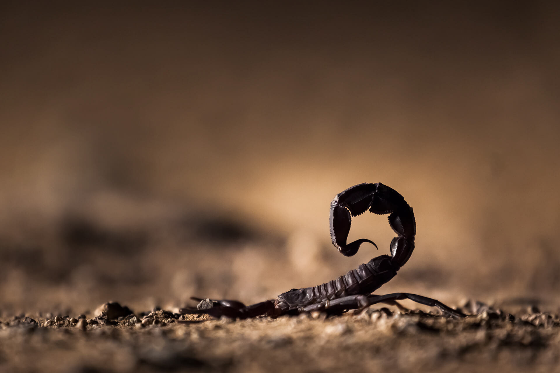 ⠊ISTVAN | Photography Portfolio of Istvan Csakany - Wildlife