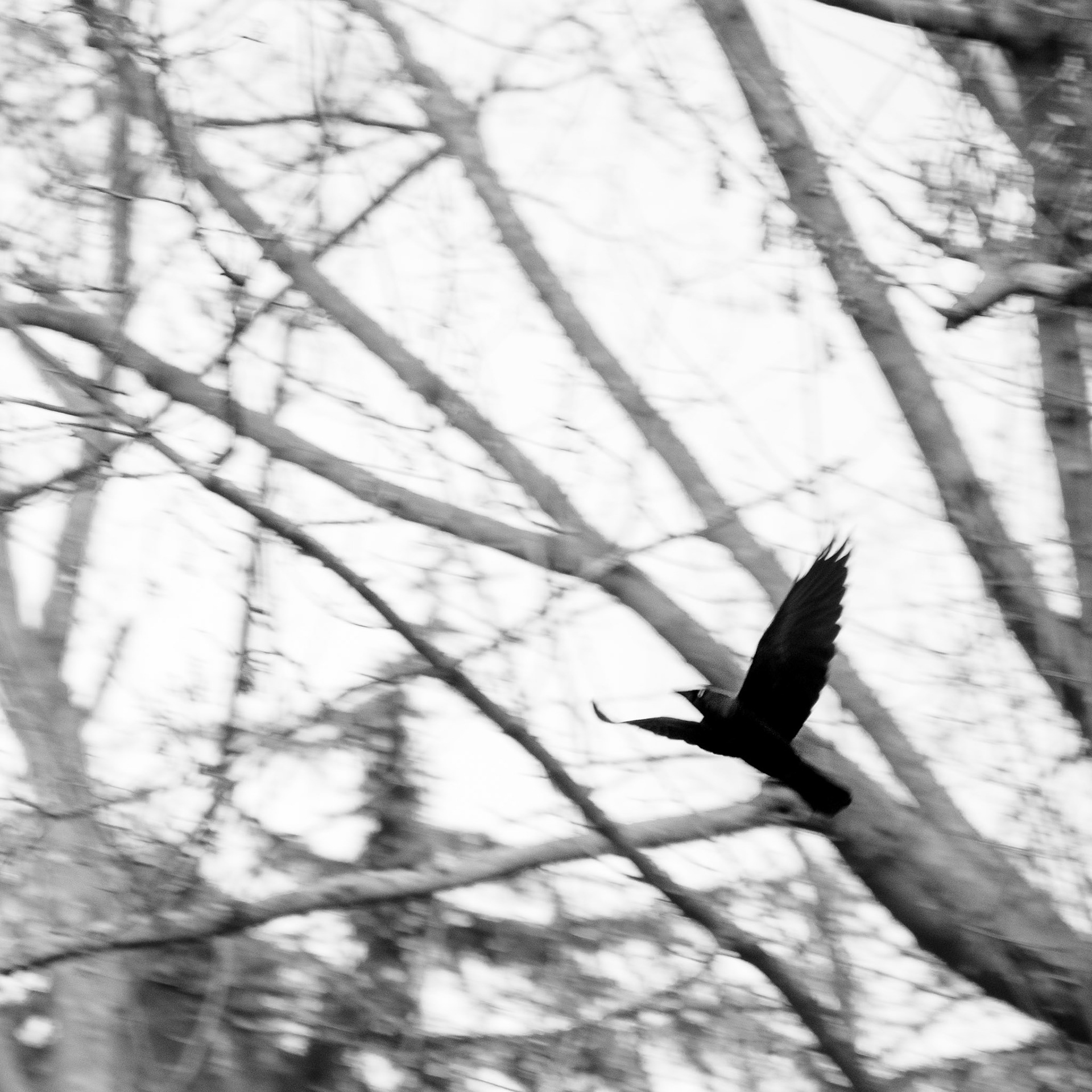 Han Dou - Black Bird Fly